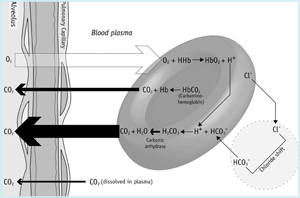 Parameters that reflect the carbon dioxide content of blood