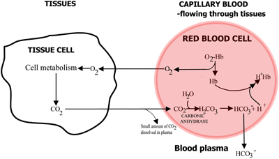 Hemoglobin and its measurement