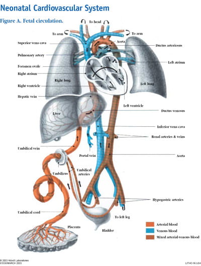 Fetal-to-neonatal transition: What is normal and what is not? Part 1