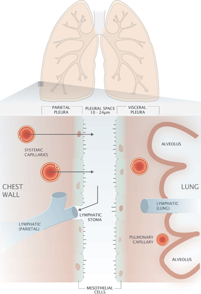 Clinical aspects of pleural fluid pH