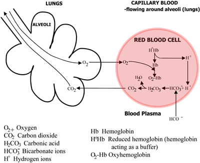 Hemoglobin and its measurement