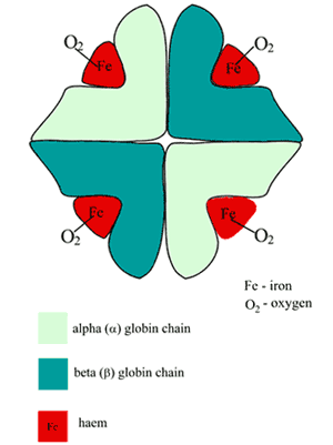 Hemoglobin and its measurement